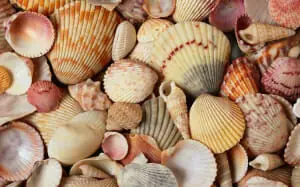 English Vocabulary with Pictures: 27 Ocean Words - Espresso English