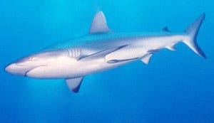 English Vocabulary with Pictures: 27 Ocean Words - Espresso English