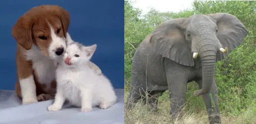 Quantifiers for Comparatives in English - Espresso English