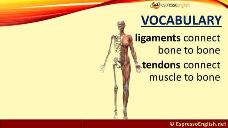 40 Human Body Vocabulary Words - Espresso English