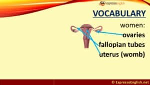 40 Human Body Vocabulary Words - Espresso English