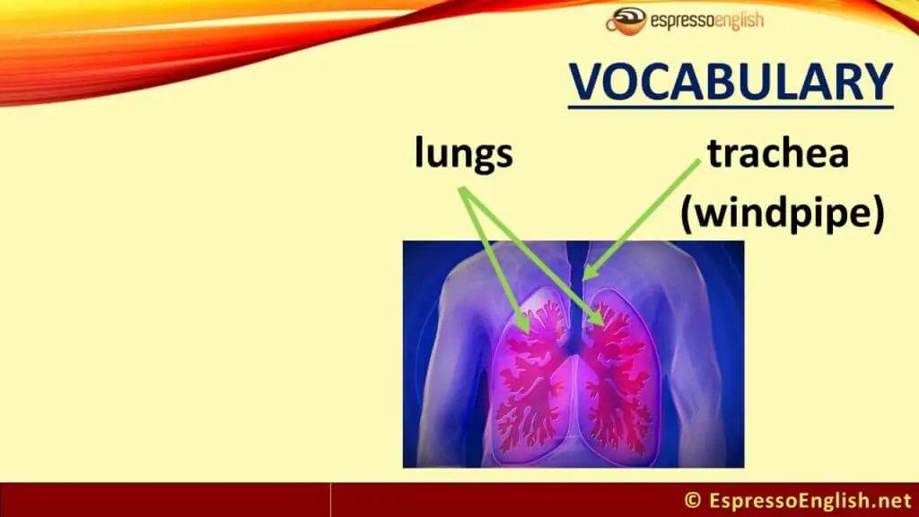 40 Human Body Vocabulary Words - Espresso English