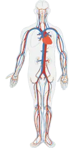 40 Human Body Vocabulary Words - Espresso English