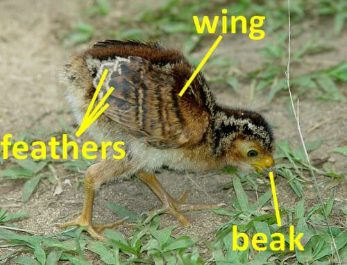 English Vocabulary Words: Birds - Espresso English