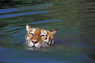 10 English idioms with the word WATER - Espresso English