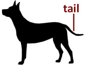 Different English words that are pronounced the same way - Espresso English