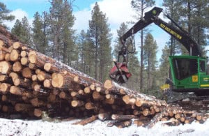 English Vocabulary Words: Trees - Espresso English