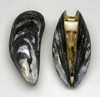 English Vocabulary Words with Pictures: A-Z - Espresso English