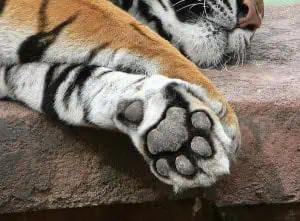 English Vocabulary Words with Pictures: A-Z - Espresso English